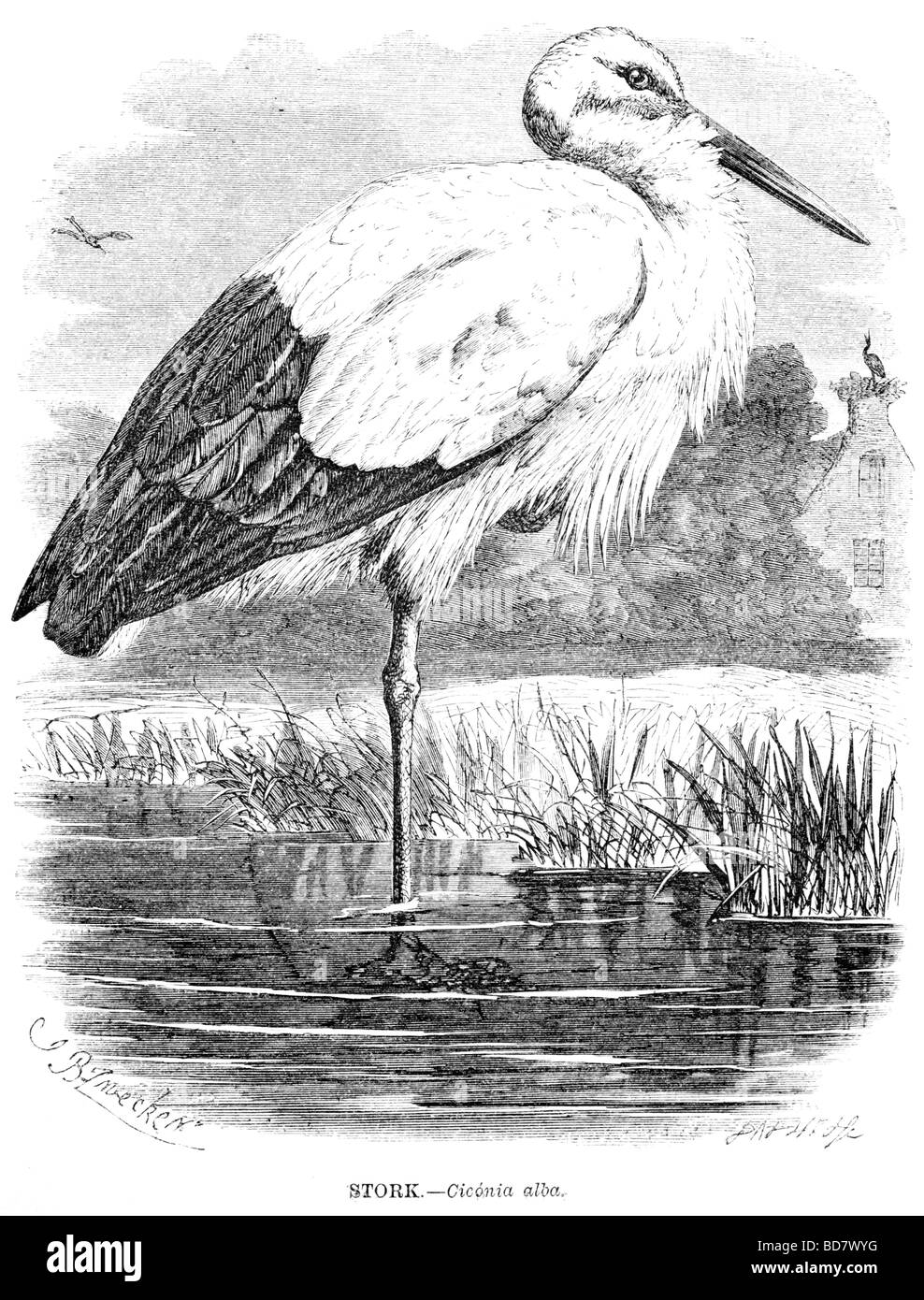 Drawing of the stork Black and White Stock Photos & Images - Alamy