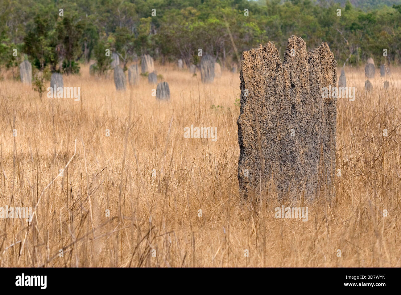 Termites mound hi-res stock photography and images - Alamy