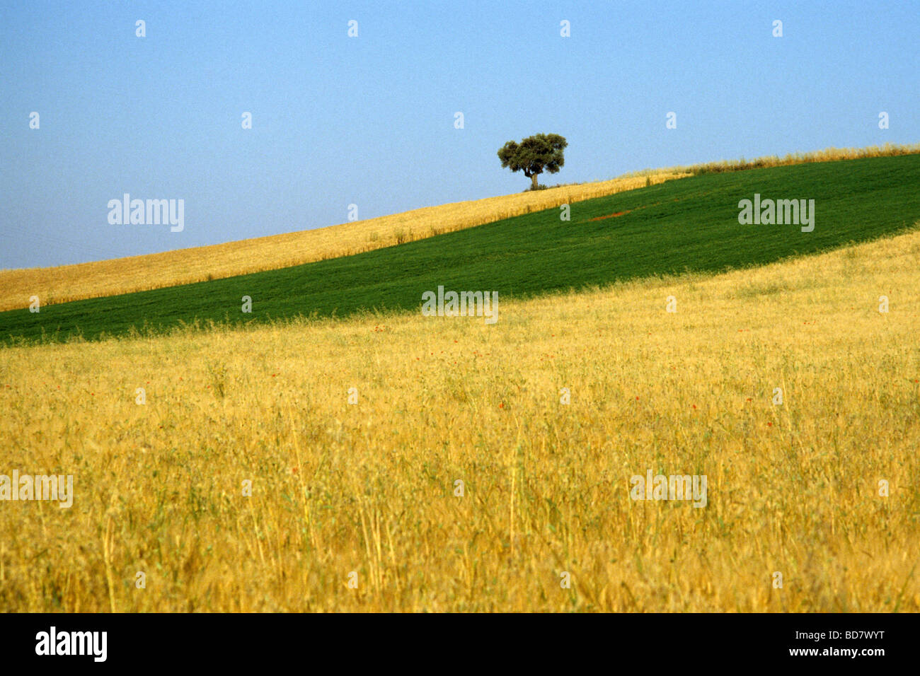 Sienese landscape Siena Italy Stock Photo - Alamy