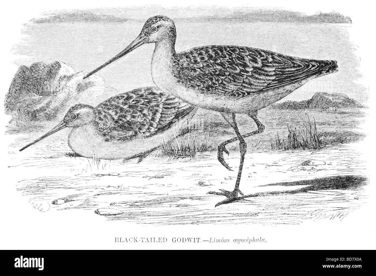 Godwit Drawing High Resolution Stock Photography and Images - Alamy