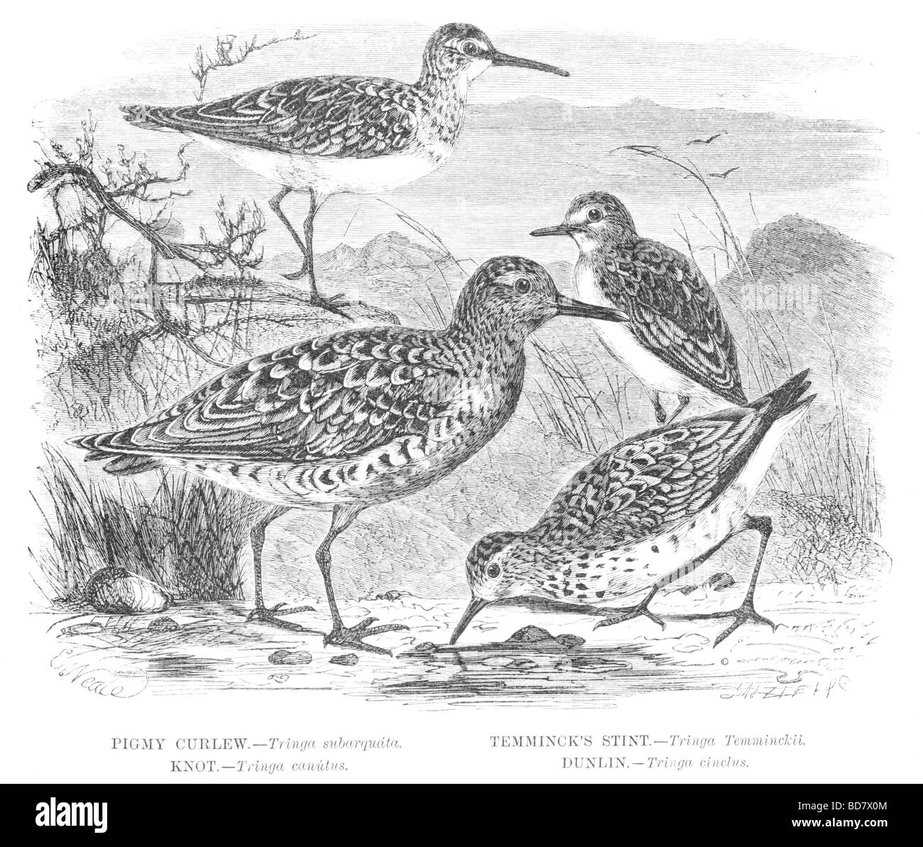 Dunlin portrait Black and White Stock Photos & Images - Alamy