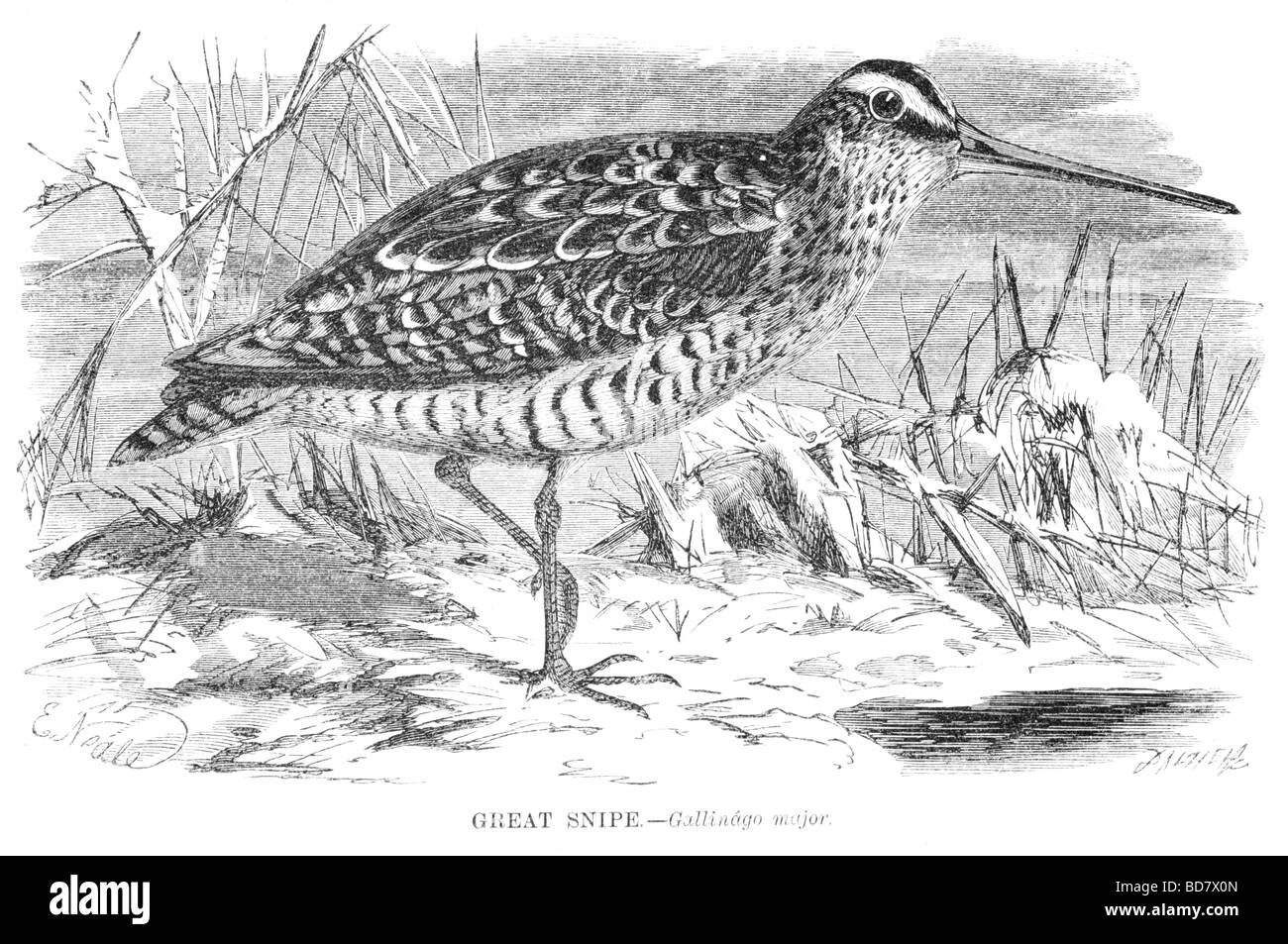 Major engraver Black and White Stock Photos & Images - Alamy