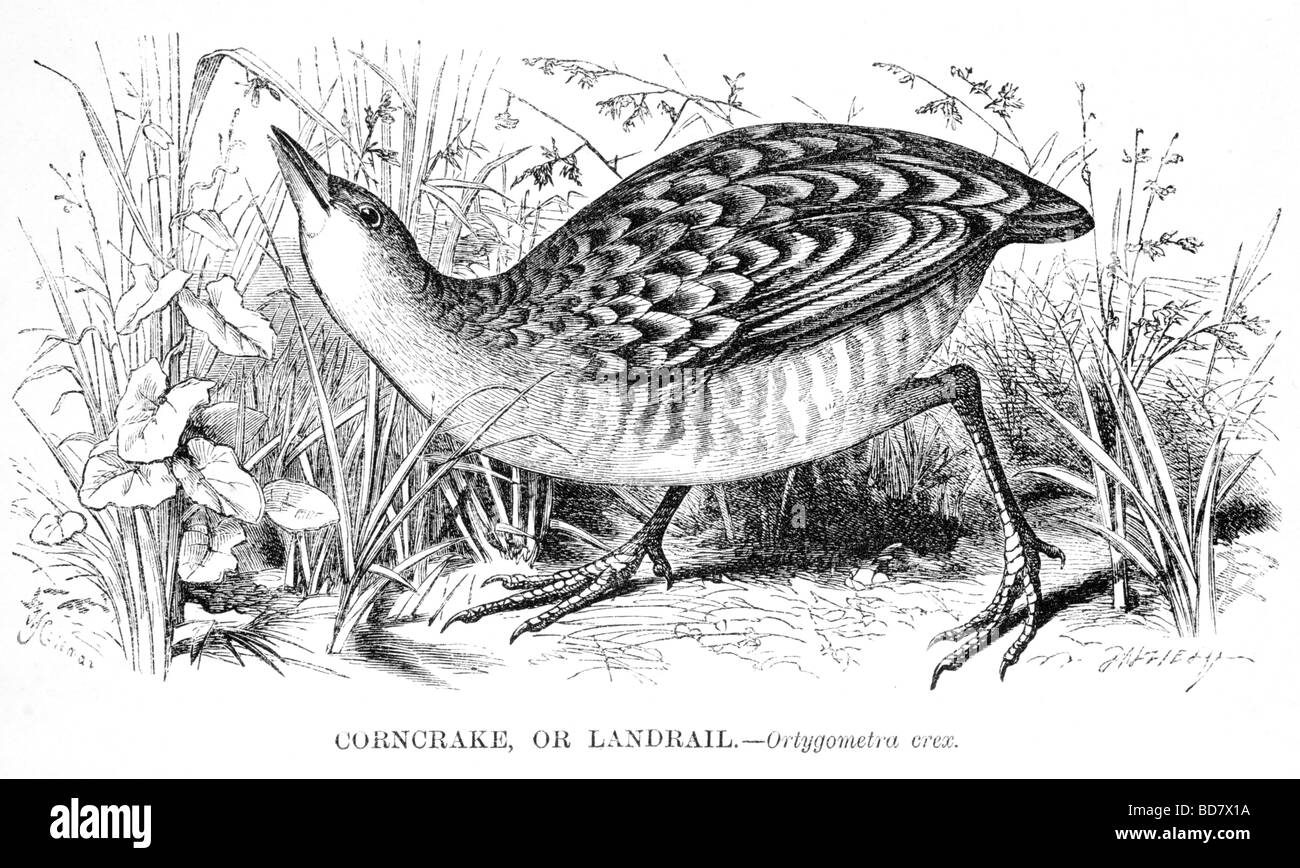 Landrail hi-res stock photography and images - Alamy