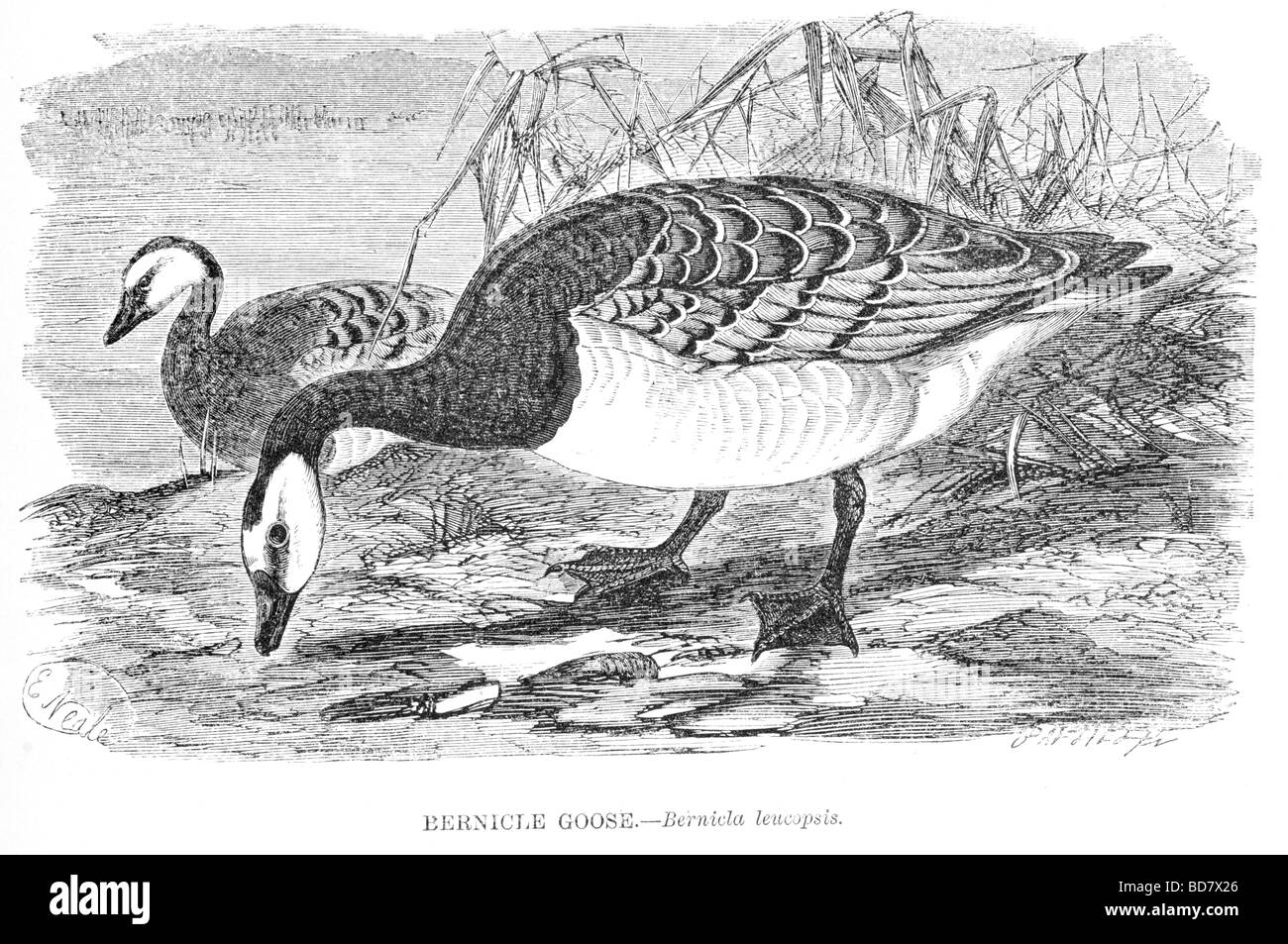 bernicle goose bernicla leucopsis Stock Photo - Alamy