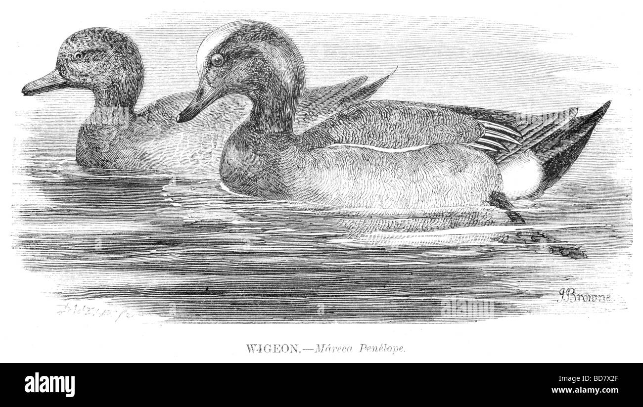 American wigeon illustration birds aves american hi-res stock ...