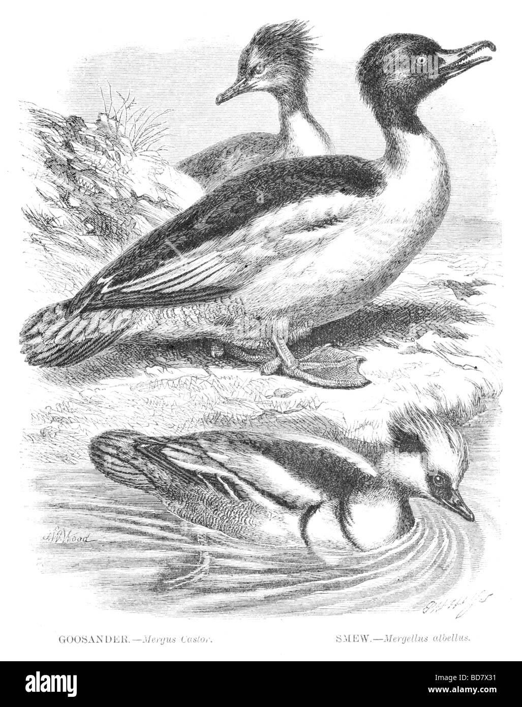 Smew duck Black and White Stock Photos & Images - Alamy