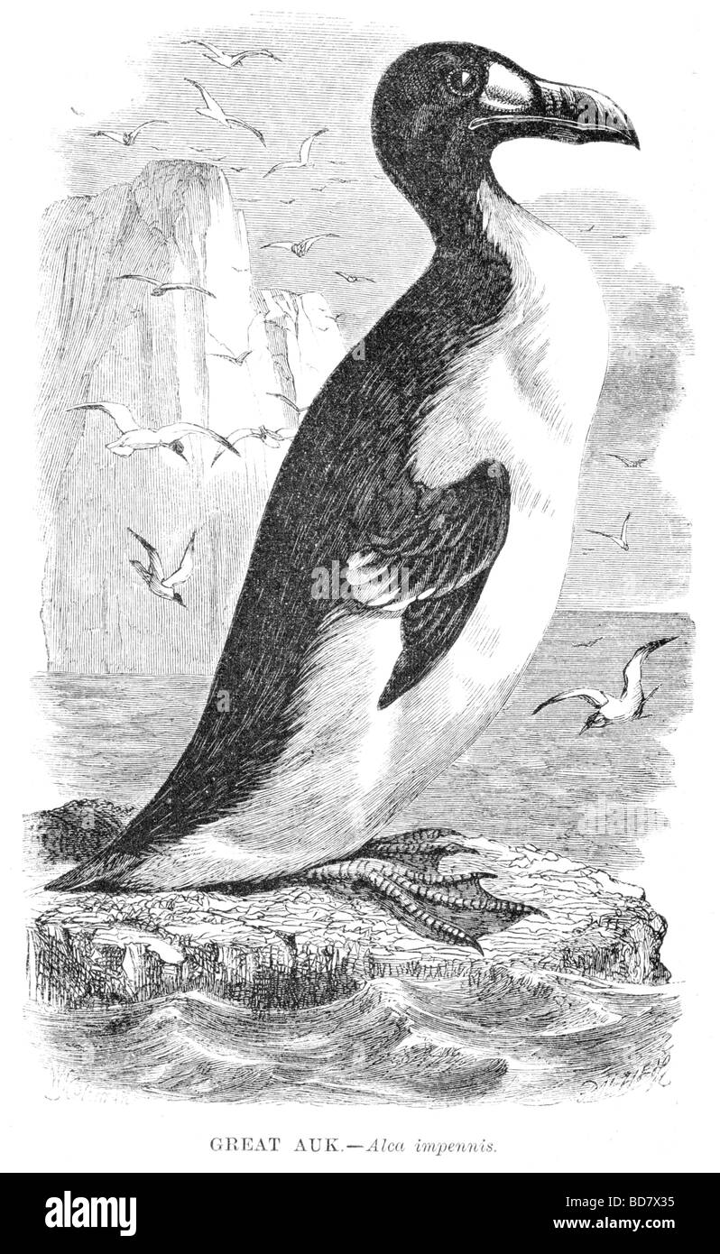 great auk alca impennis Stock Photo - Alamy