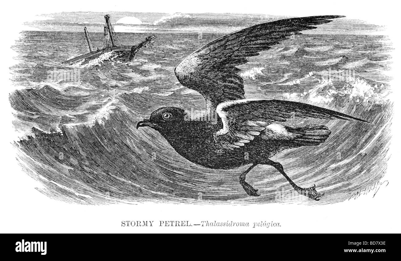 Petrel drawing hi-res stock photography and images - Alamy