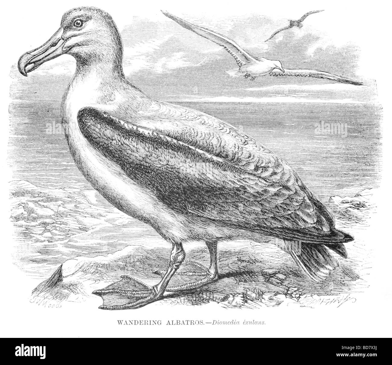 wandering albatros diomedea exulans Stock Photo - Alamy