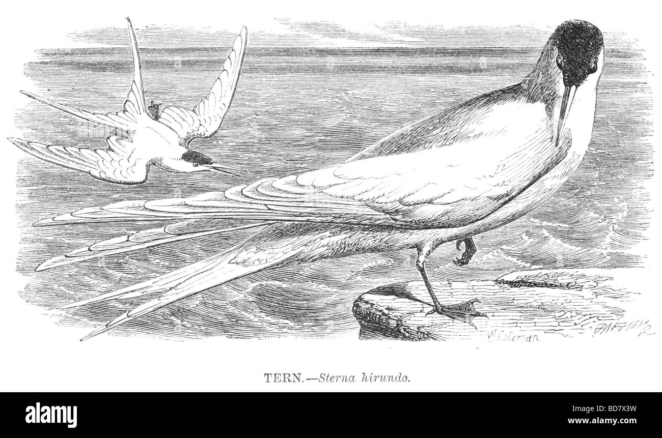 Gulls terns and skimmers hi-res stock photography and images - Alamy