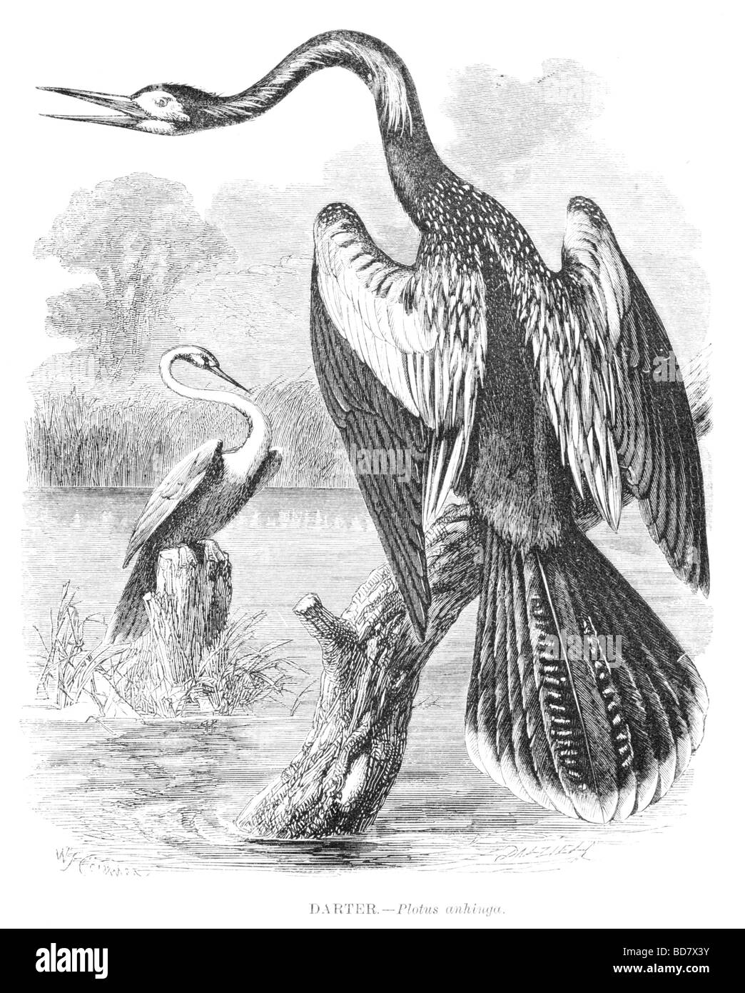 Anhinga Black And White