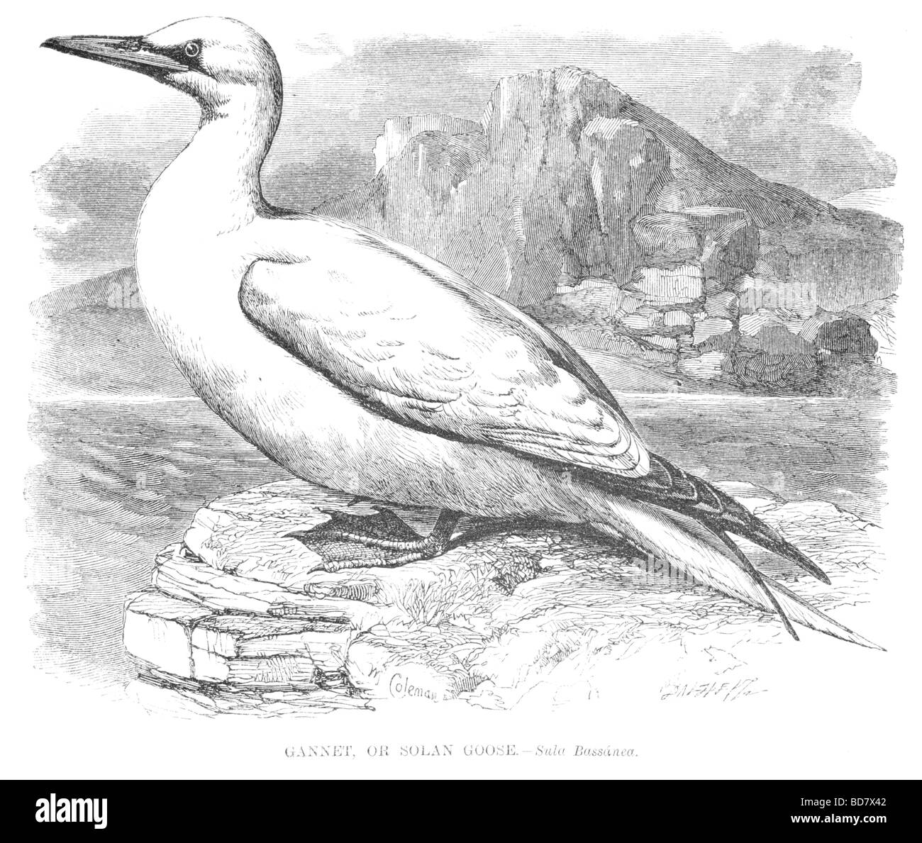 gannet or solan goose sula bassanea Stock Photo - Alamy