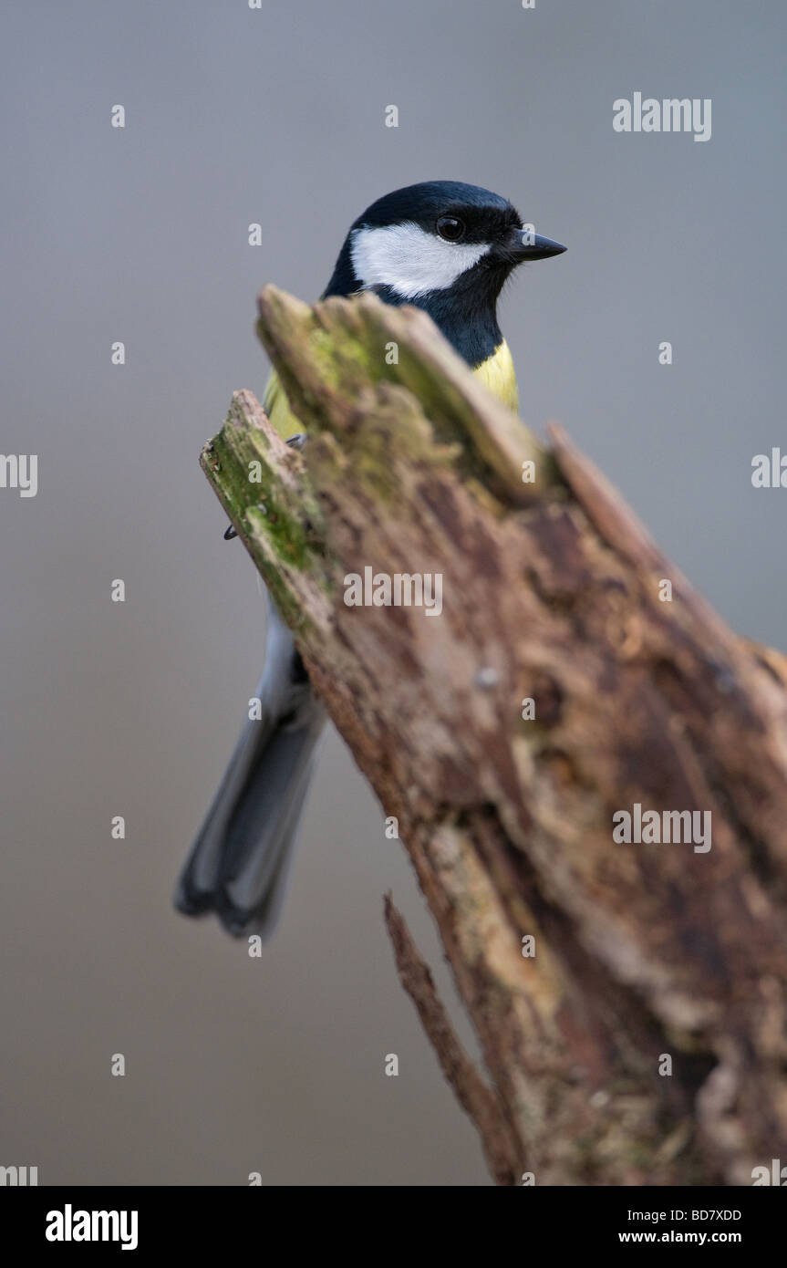 A Male Great Tit (Parus major)On Perch Stock Photo - Alamy