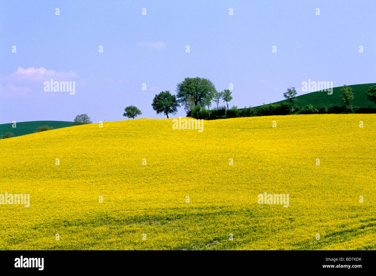 Sienese landscape Siena Italy Stock Photo - Alamy
