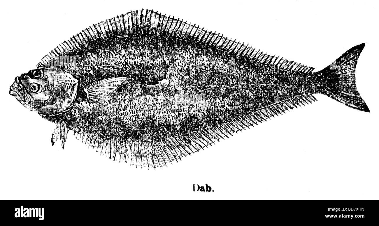 Dab fish hi-res stock photography and images - Alamy