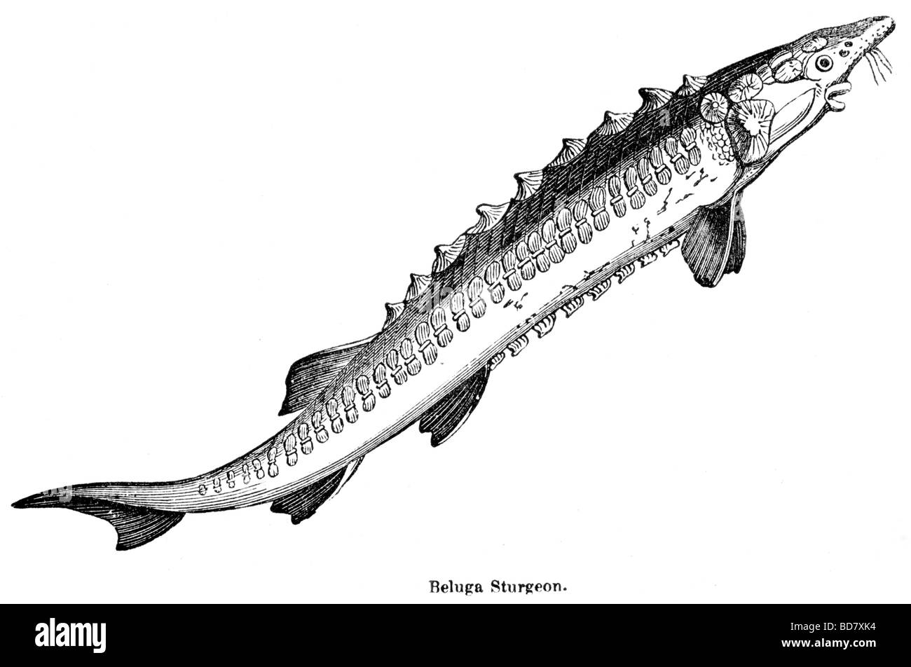 Sturgeon drawing hi-res stock photography and images - Alamy