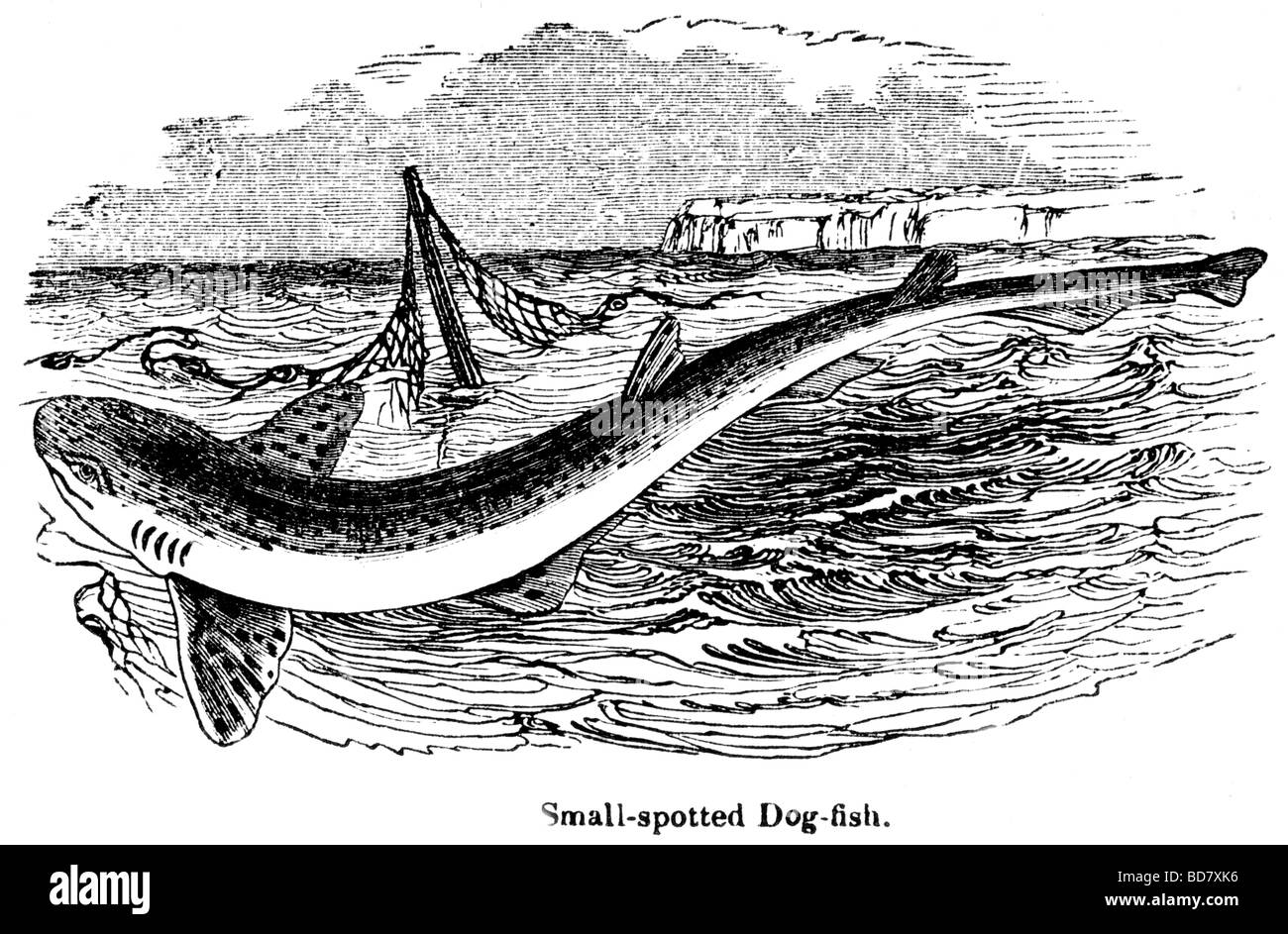 Small paper cut Black and White Stock Photos & Images - Alamy