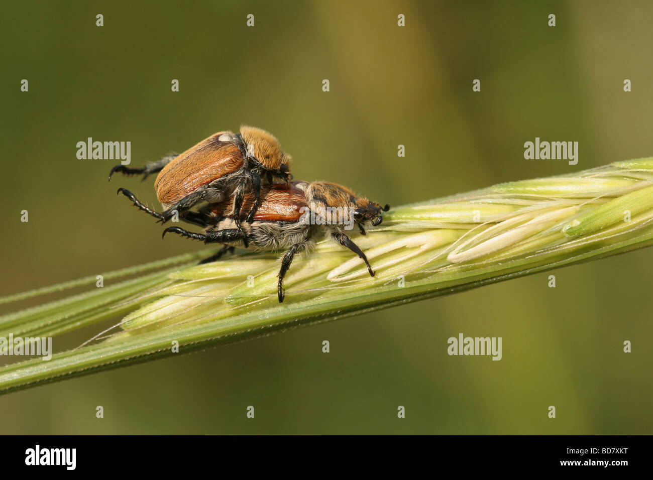Close up of two mating Tropinota Stock Photo - Alamy