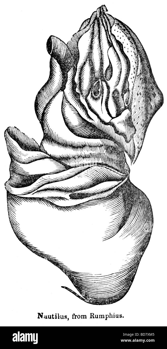 Nautilina Black and White Stock Photos & Images - Alamy