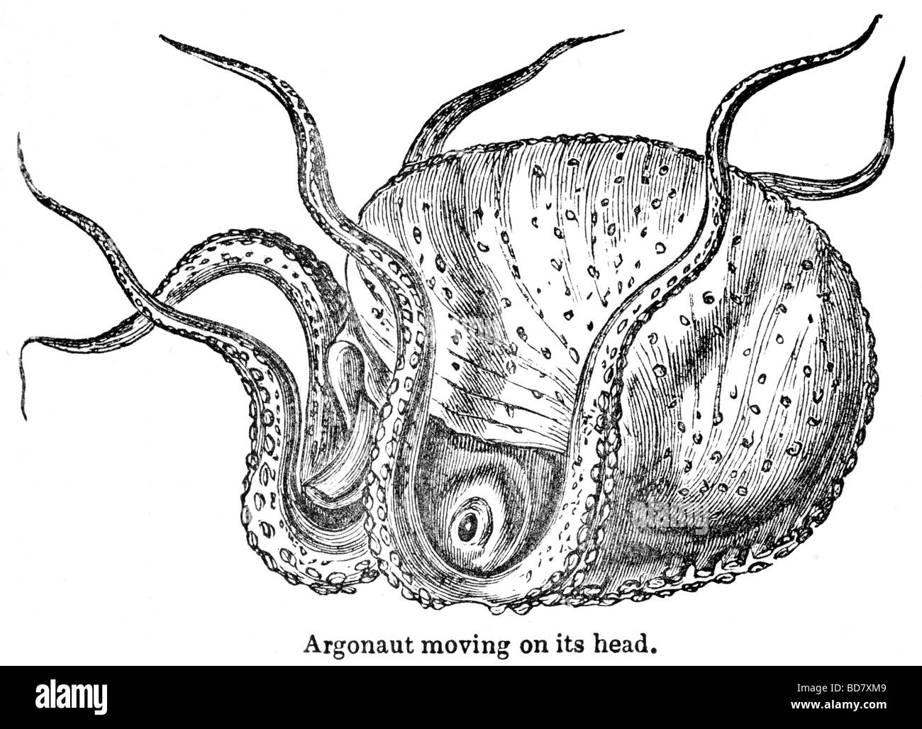 Argonauta hi-res stock photography and images - Alamy