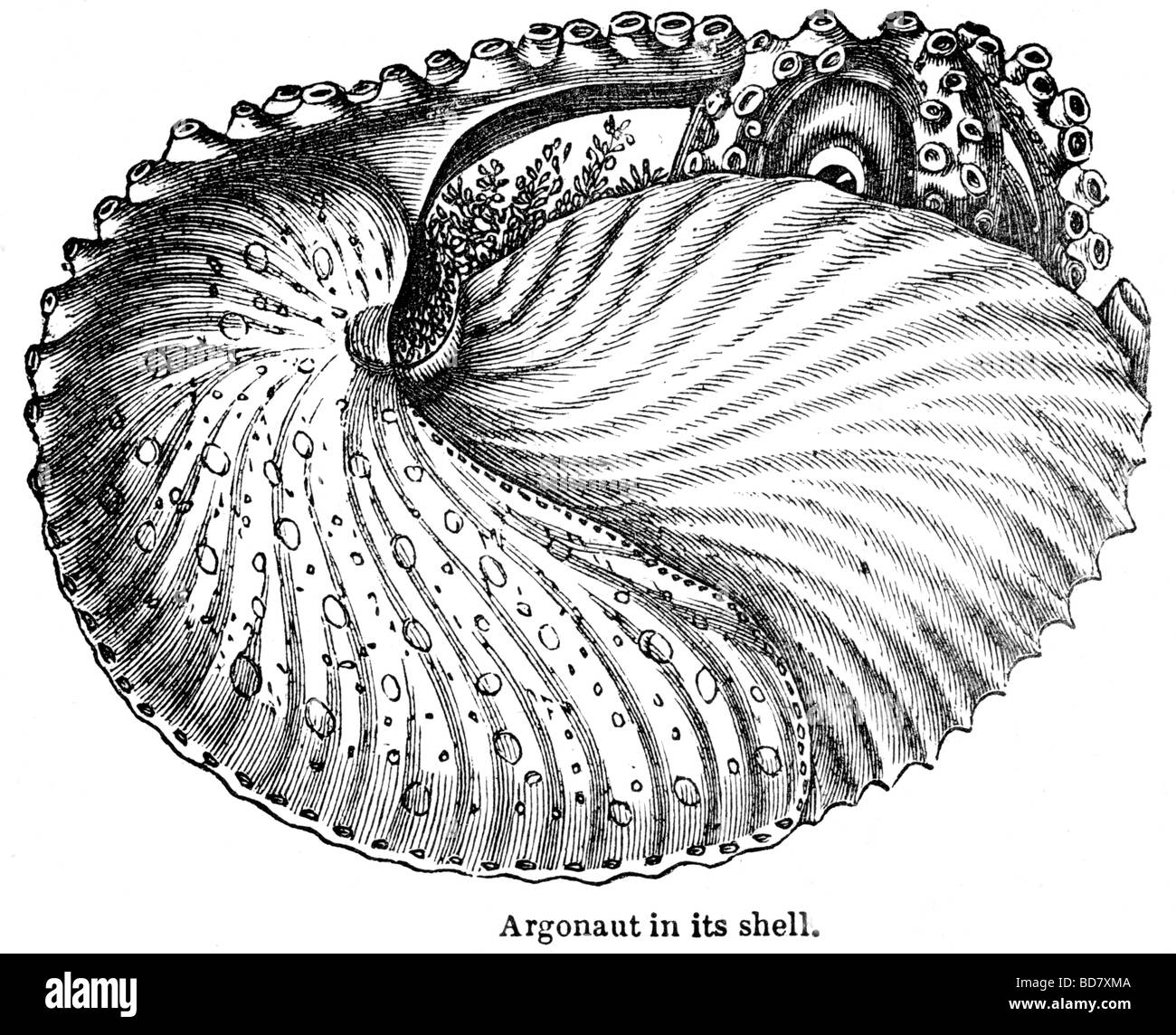 argonaut in its shell Stock Photo - Alamy