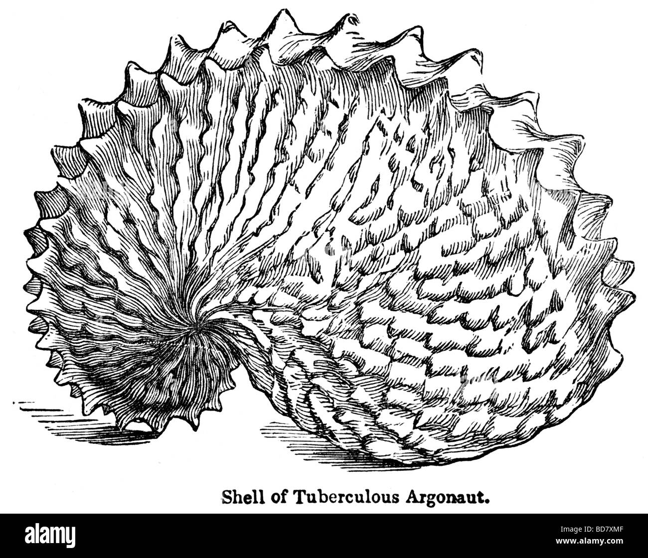 Brachiopod Shell High Resolution Stock Photography and Images - Alamy