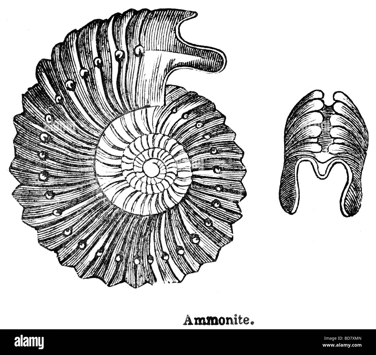 Rare ammonite hi-res stock photography and images - Alamy