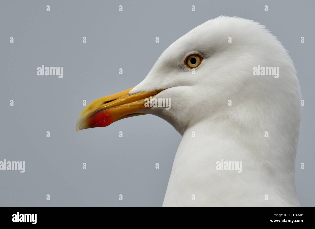 Close up on the head of a Herring Gull Larus argentatus This bird is ...