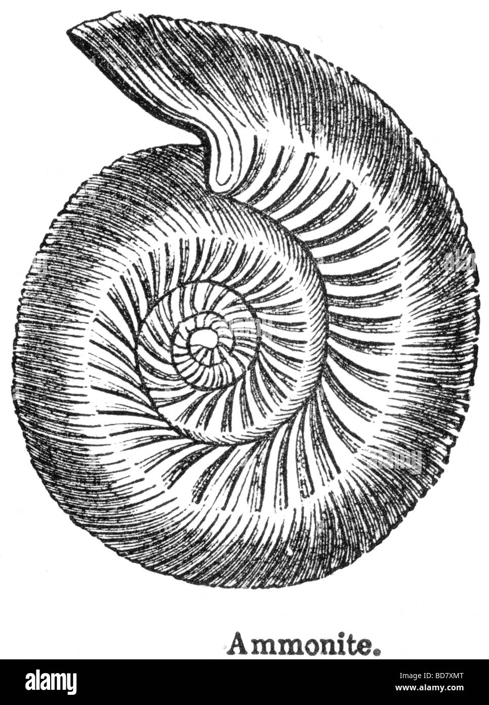 Rare Ammonite High Resolution Stock Photography and Images - Alamy
