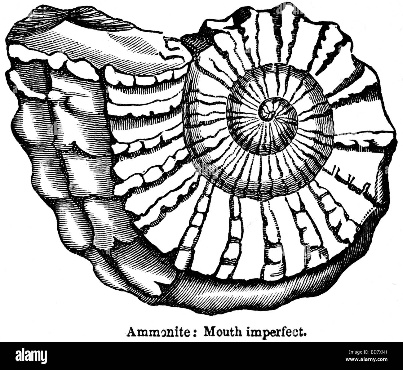 Ammonite Fossil Drawing