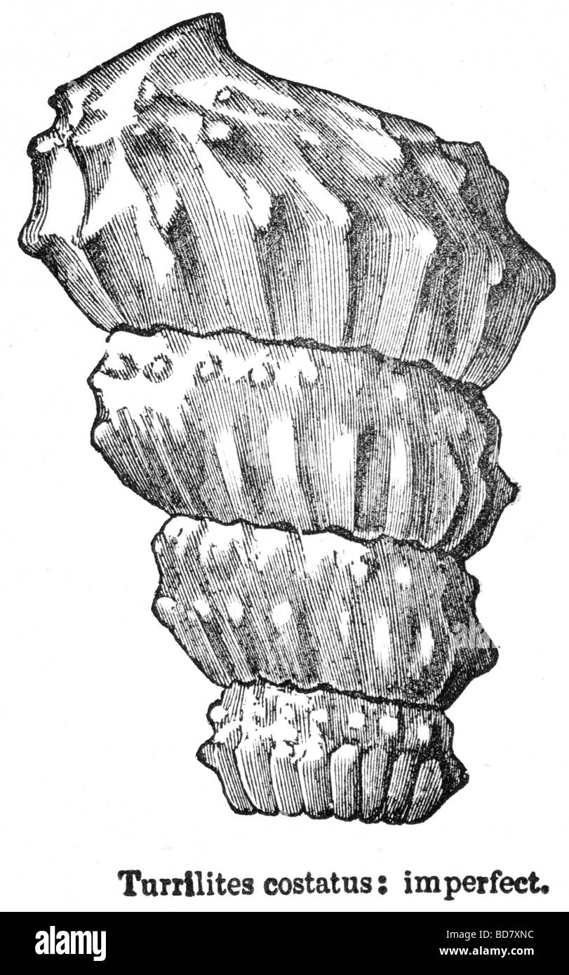 Turrilites costatus hi-res stock photography and images - Alamy