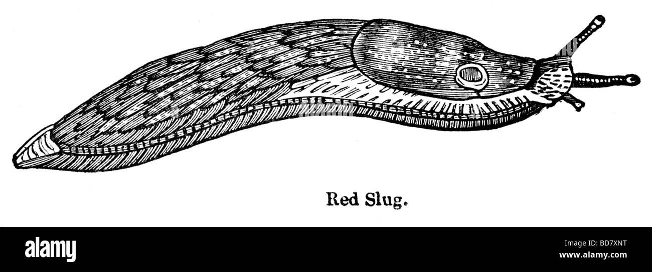 European black slug Black and White Stock Photos & Images - Alamy