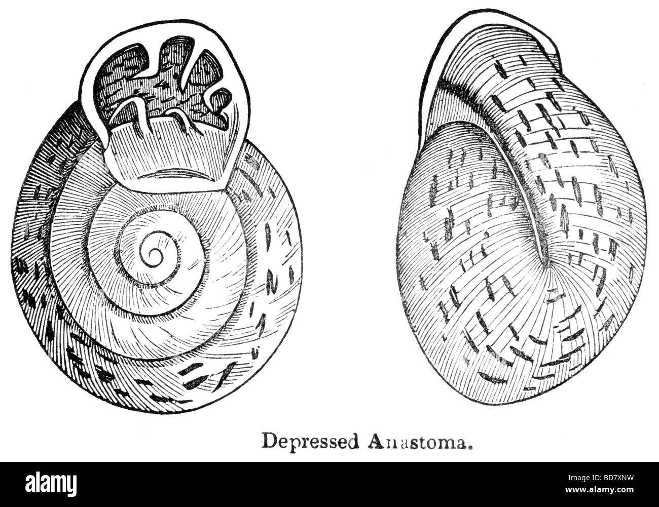 Depressed shell hi-res stock photography and images - Alamy