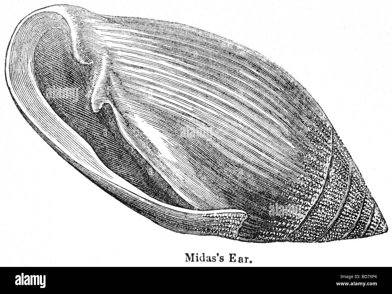 midas s ear Stock Photo - Alamy