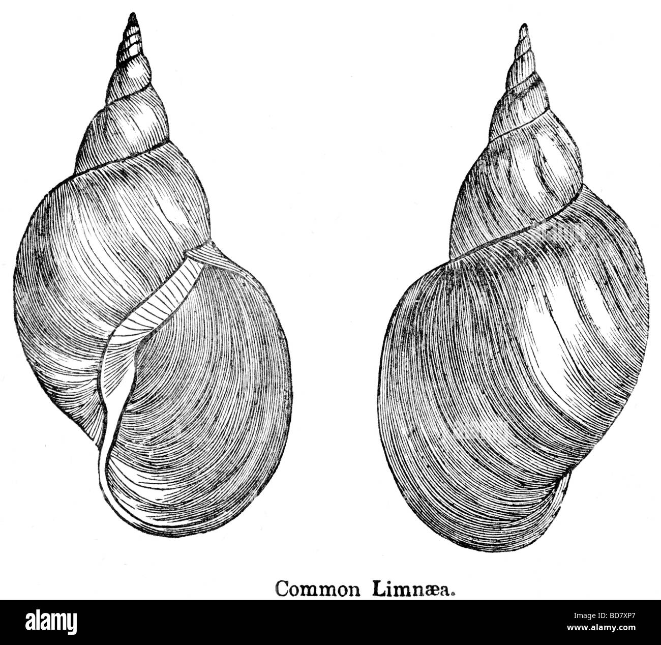 Limnaea hi-res stock photography and images - Alamy