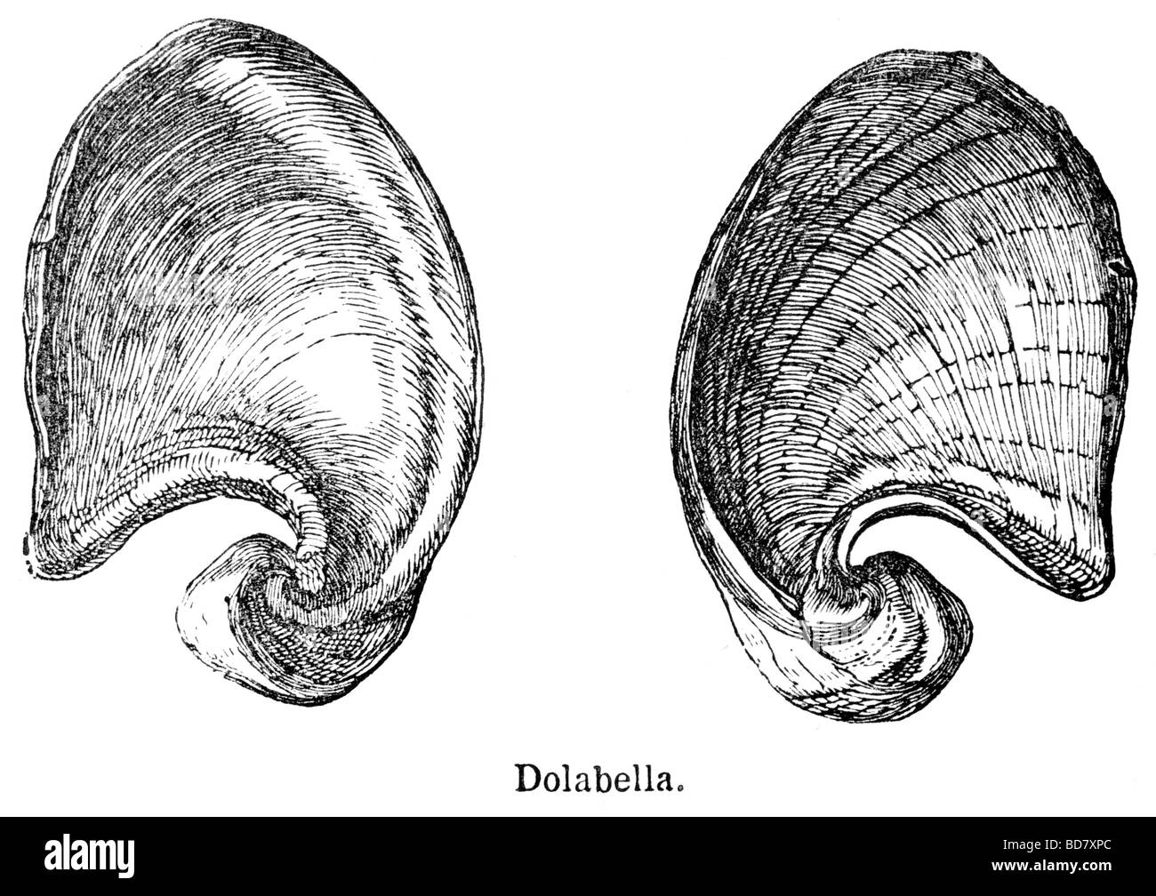 Old age barnacles hi-res stock photography and images - Alamy