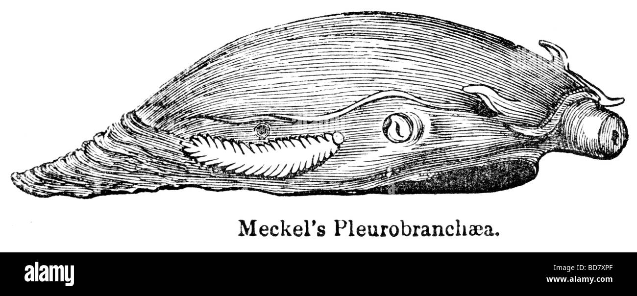 Meckel hi-res stock photography and images - Alamy