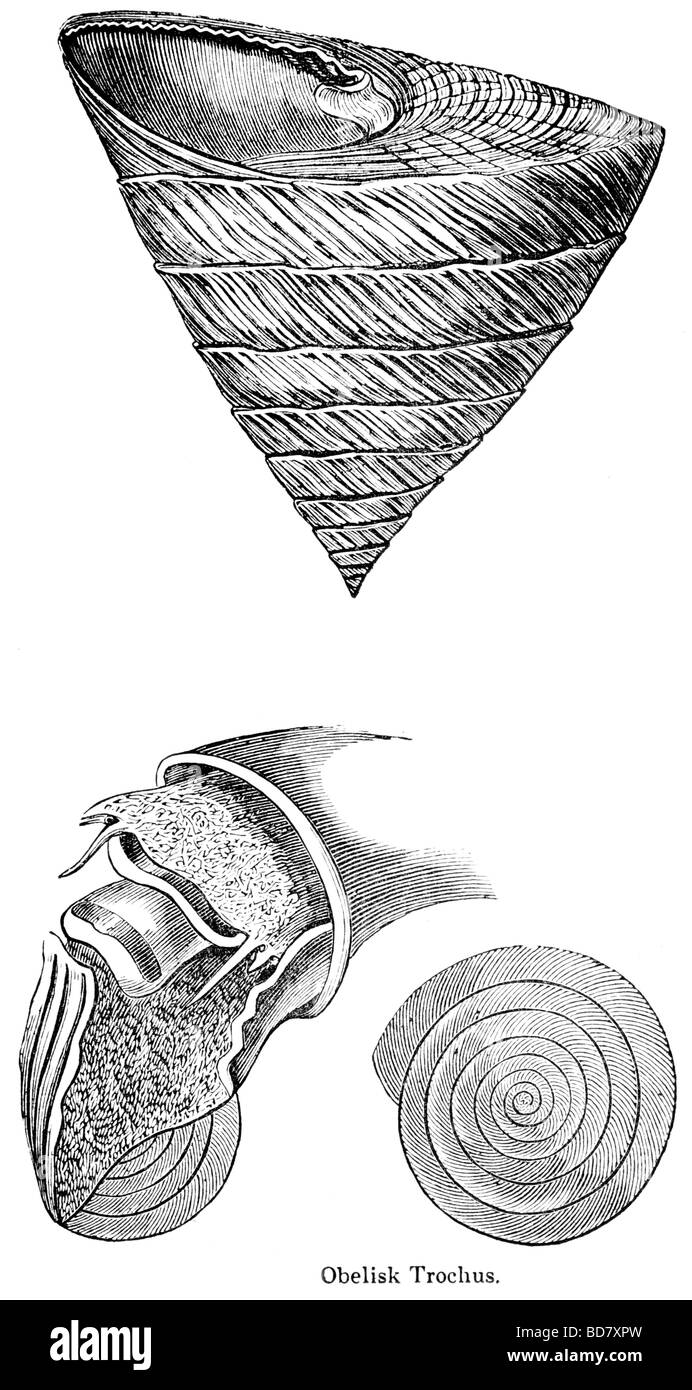 Trochus Black and White Stock Photos & Images - Alamy