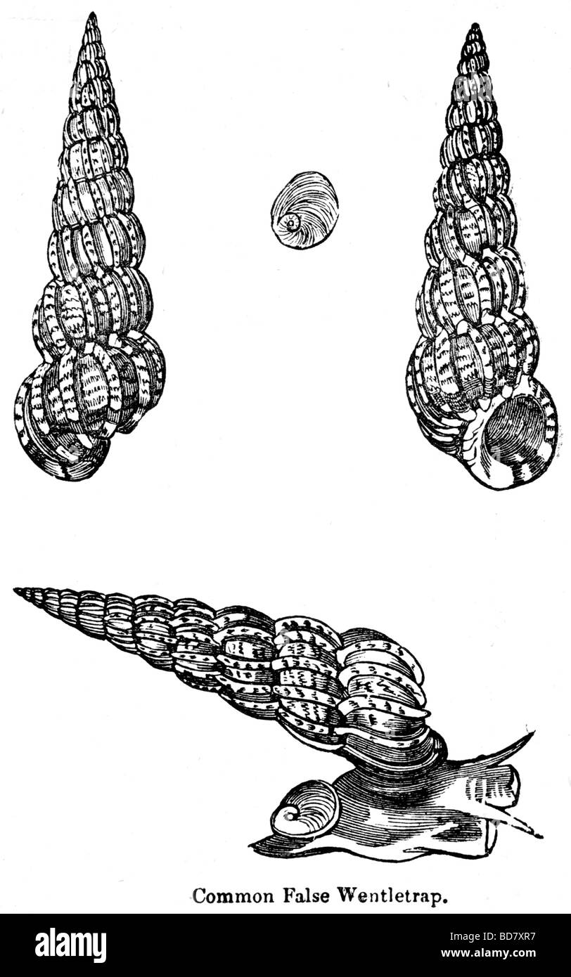 common false wentletrap Stock Photo - Alamy