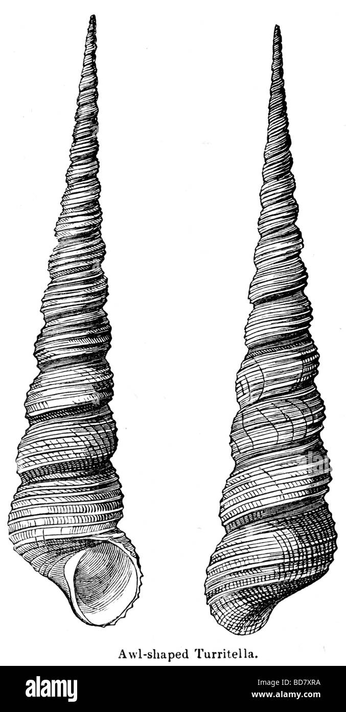 Turritella hi-res stock photography and images - Alamy