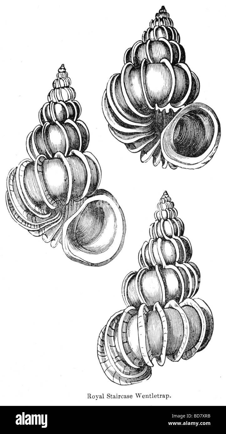 Wentletrap hi-res stock photography and images - Alamy