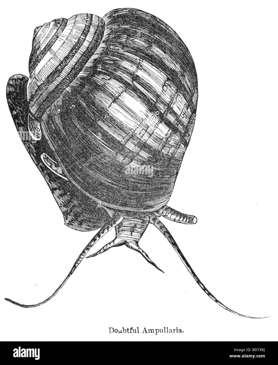 Ampullaria shells hi-res stock photography and images - Alamy