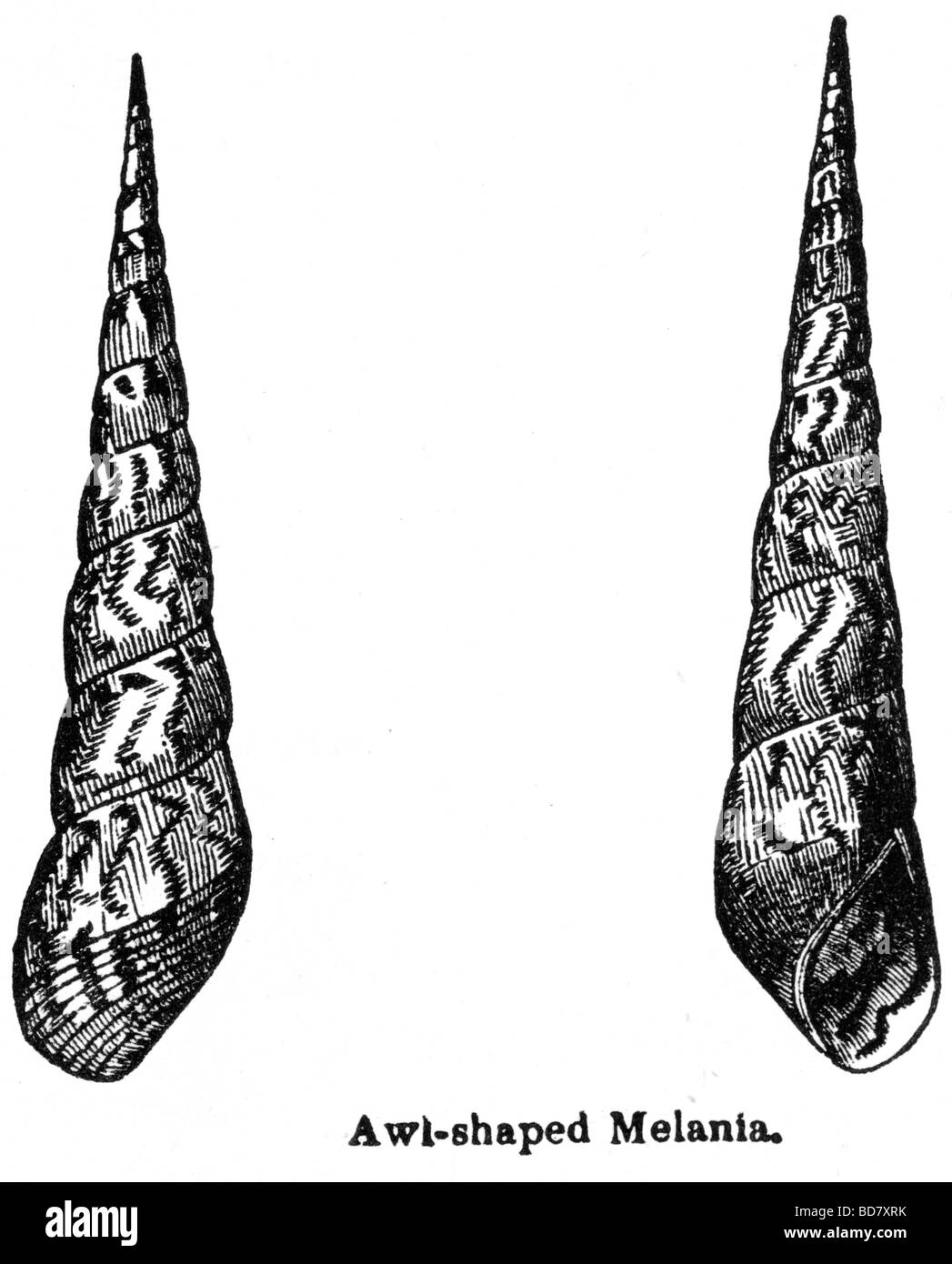 awl shaped melania Stock Photo - Alamy