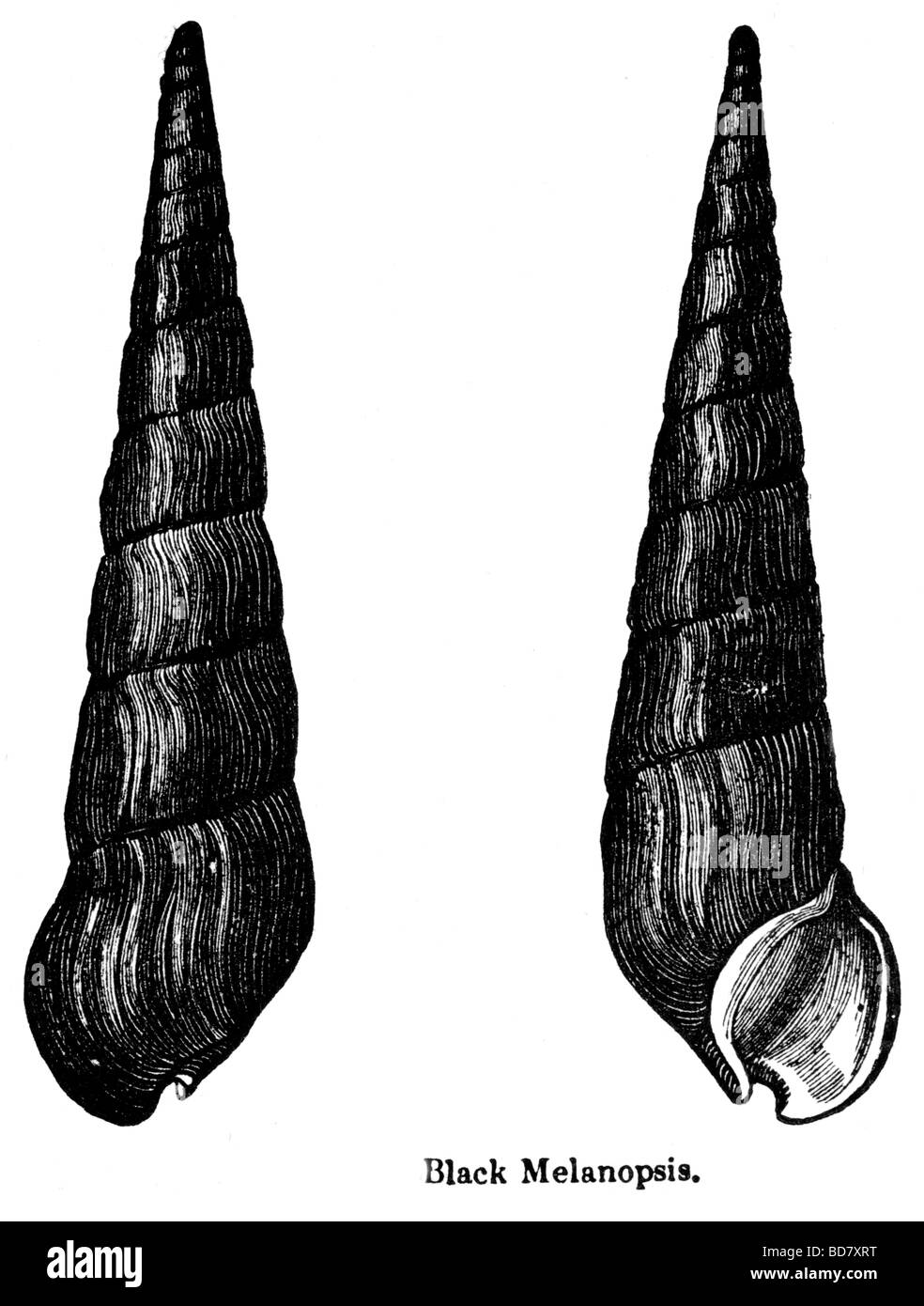 Black exoskeleton Black and White Stock Photos & Images - Alamy