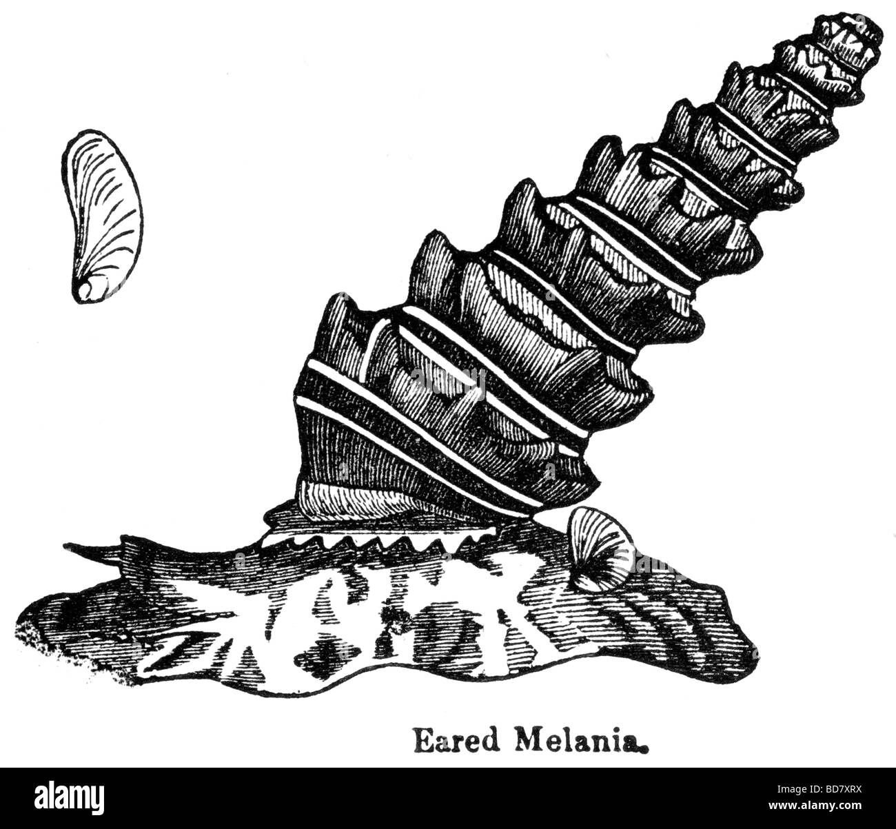 Melania image Black and White Stock Photos & Images - Alamy