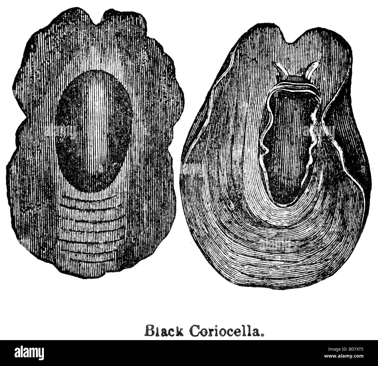 Shells internal Black and White Stock Photos & Images - Alamy