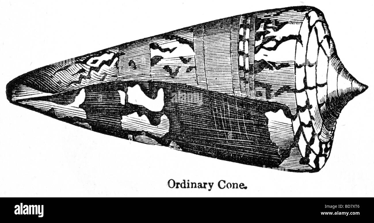 Cone shell illustration hi-res stock photography and images - Alamy