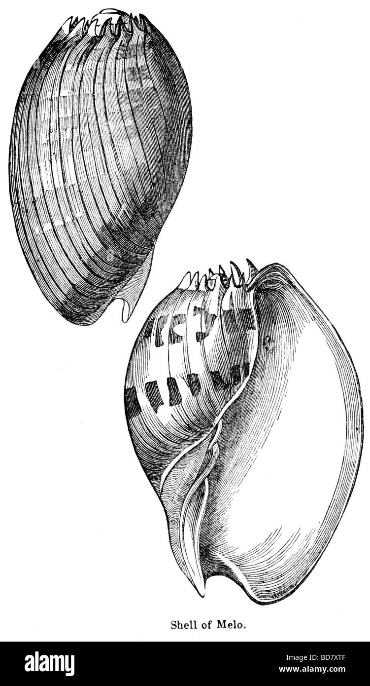 Shell engraving Black and White Stock Photos & Images - Alamy