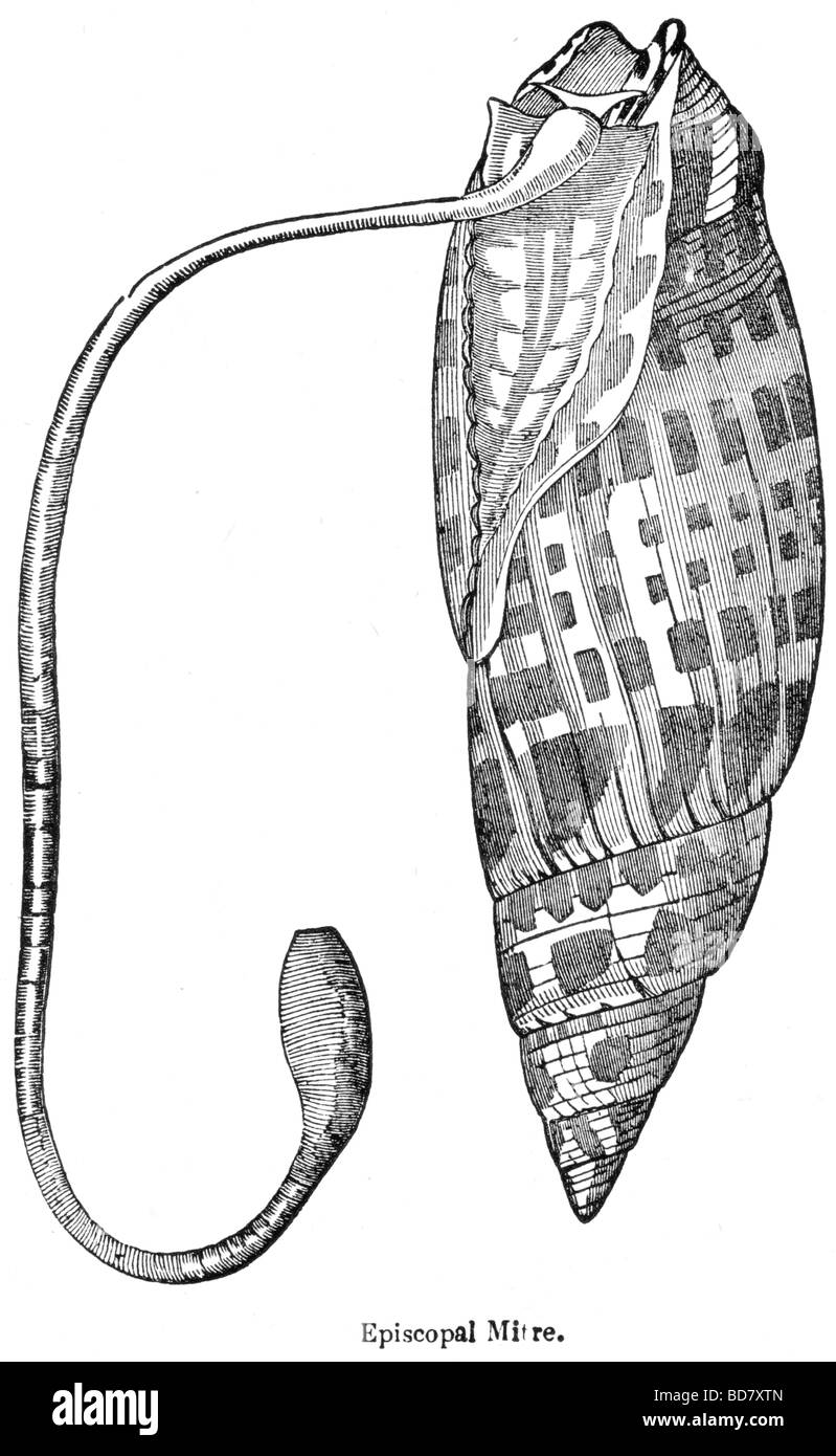 Mitre shell hi-res stock photography and images - Alamy