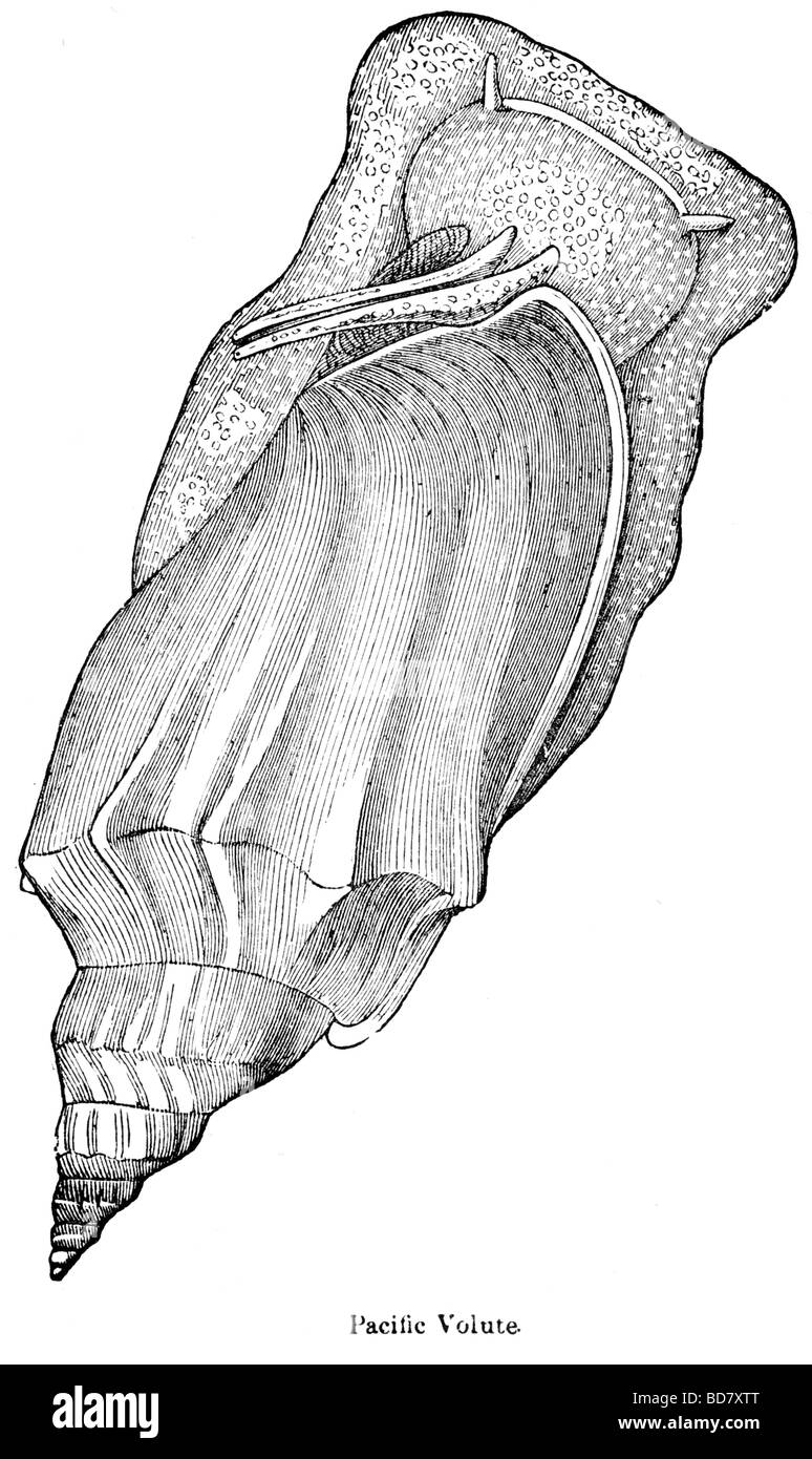 Volute hi-res stock photography and images - Alamy